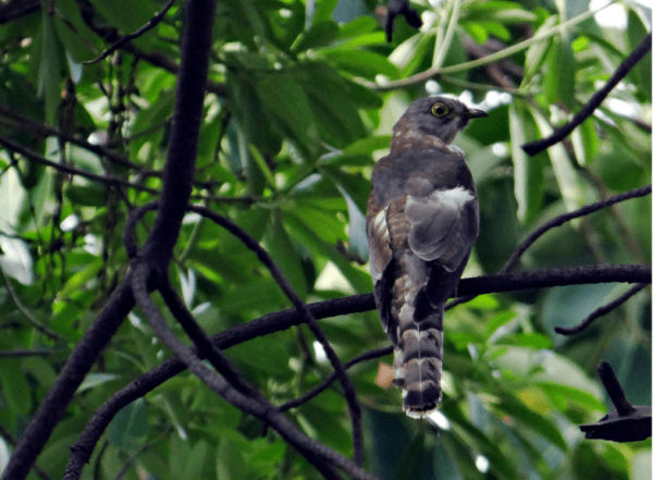 "The Lonely Cuckoo" - Captivating Story for Readers of All Ages